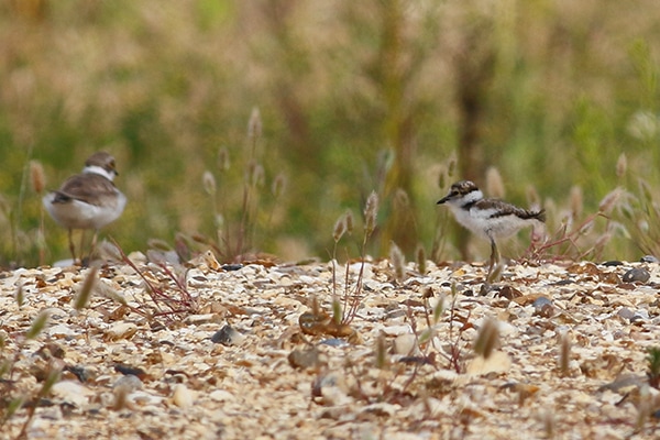Grundon hatch a plan to save Little Ringed Plovers - Grundon